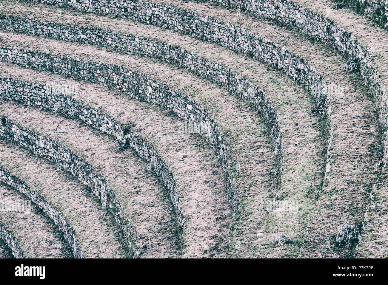 Detail of agriculture centre terraces covered by grass on the Inca ...