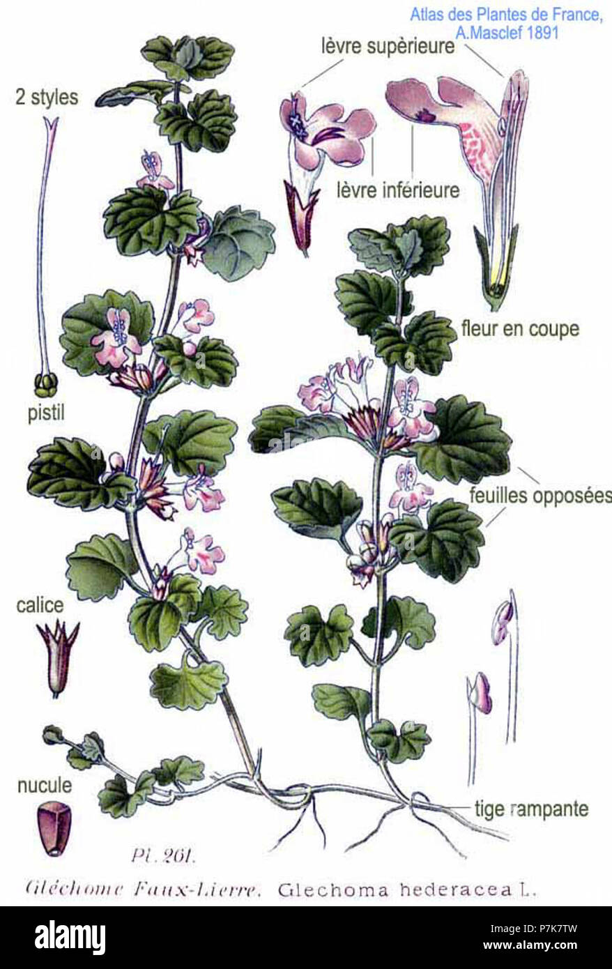 Glechoma hederacea l hi-res stock photography and images - Alamy