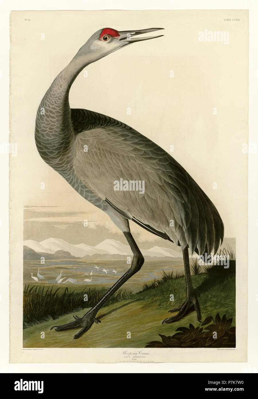 Hooping crane hi-res stock photography and images - Alamy