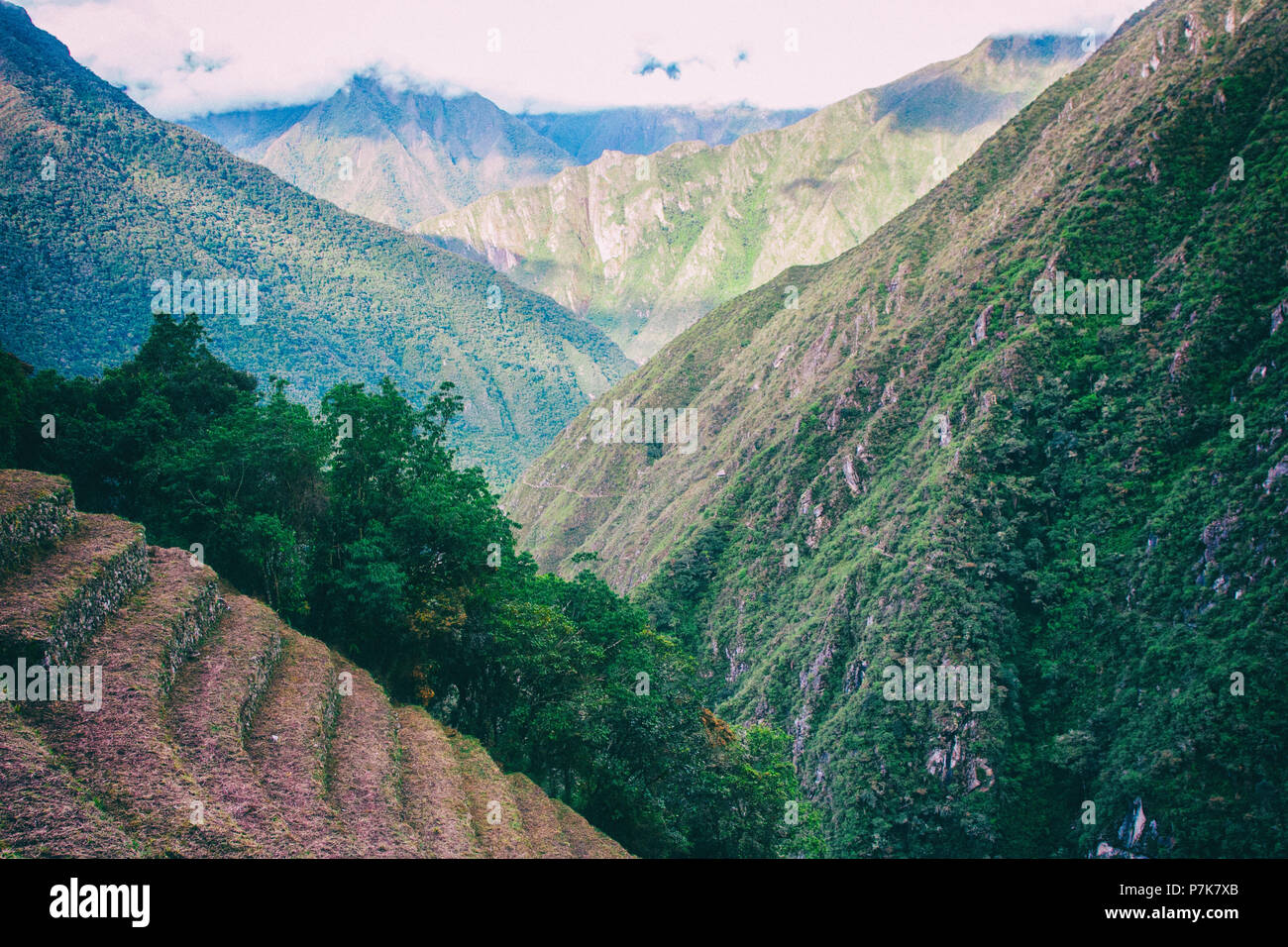 Inca ruins terraces of agriculture centre with the beautiful wild green ...
