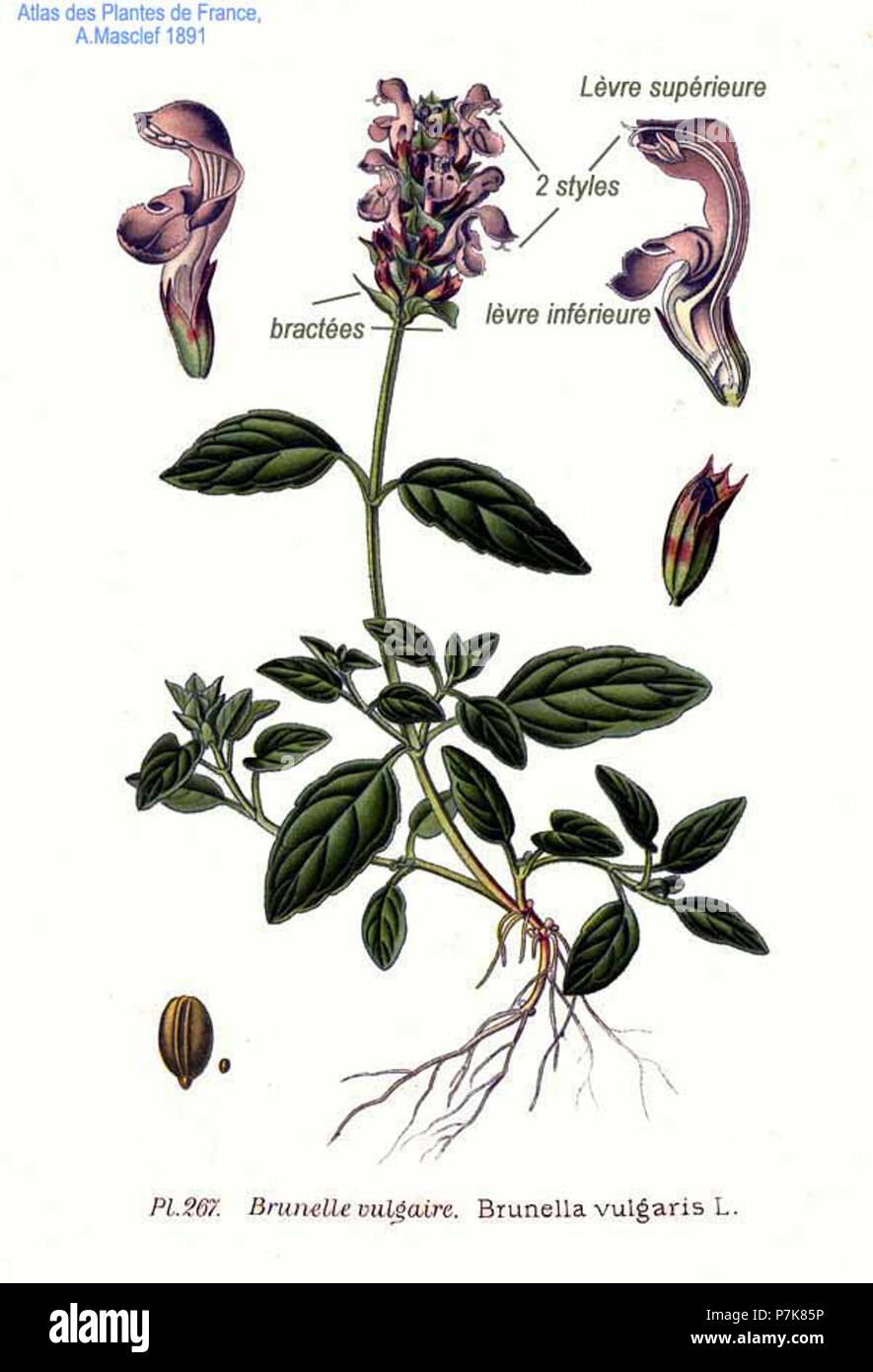 Brunella vulgaris hi-res stock photography and images - Alamy