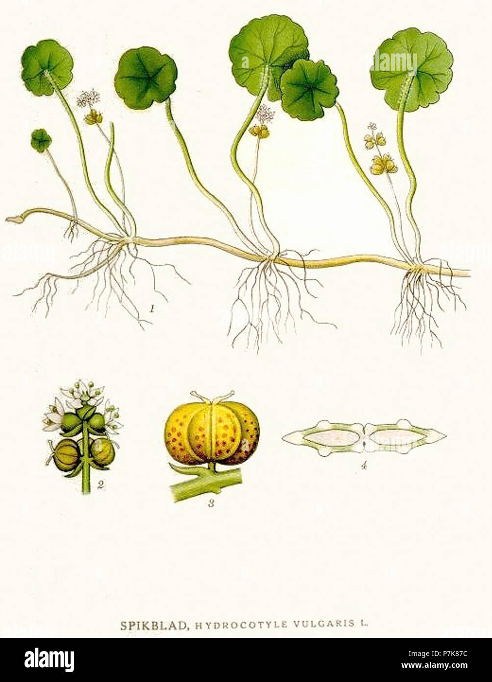 Hydrocotyle Vulgaris High Resolution Stock Photography and Images - Alamy