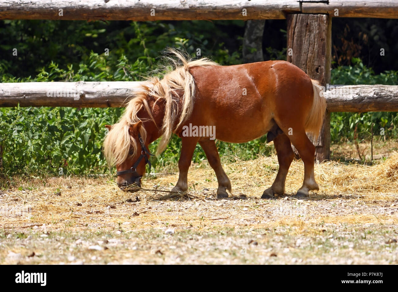 Mini stallion hi-res stock photography and images - Alamy