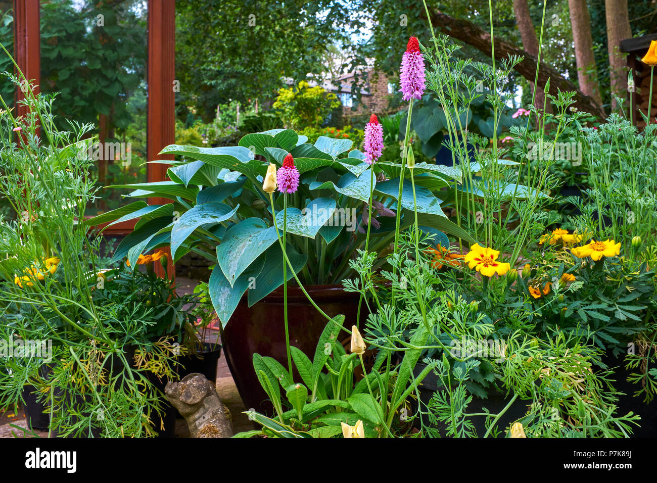 Primula Vialii, (Vial's Primrose or Orchid Primrose) mingle with Hosta ...