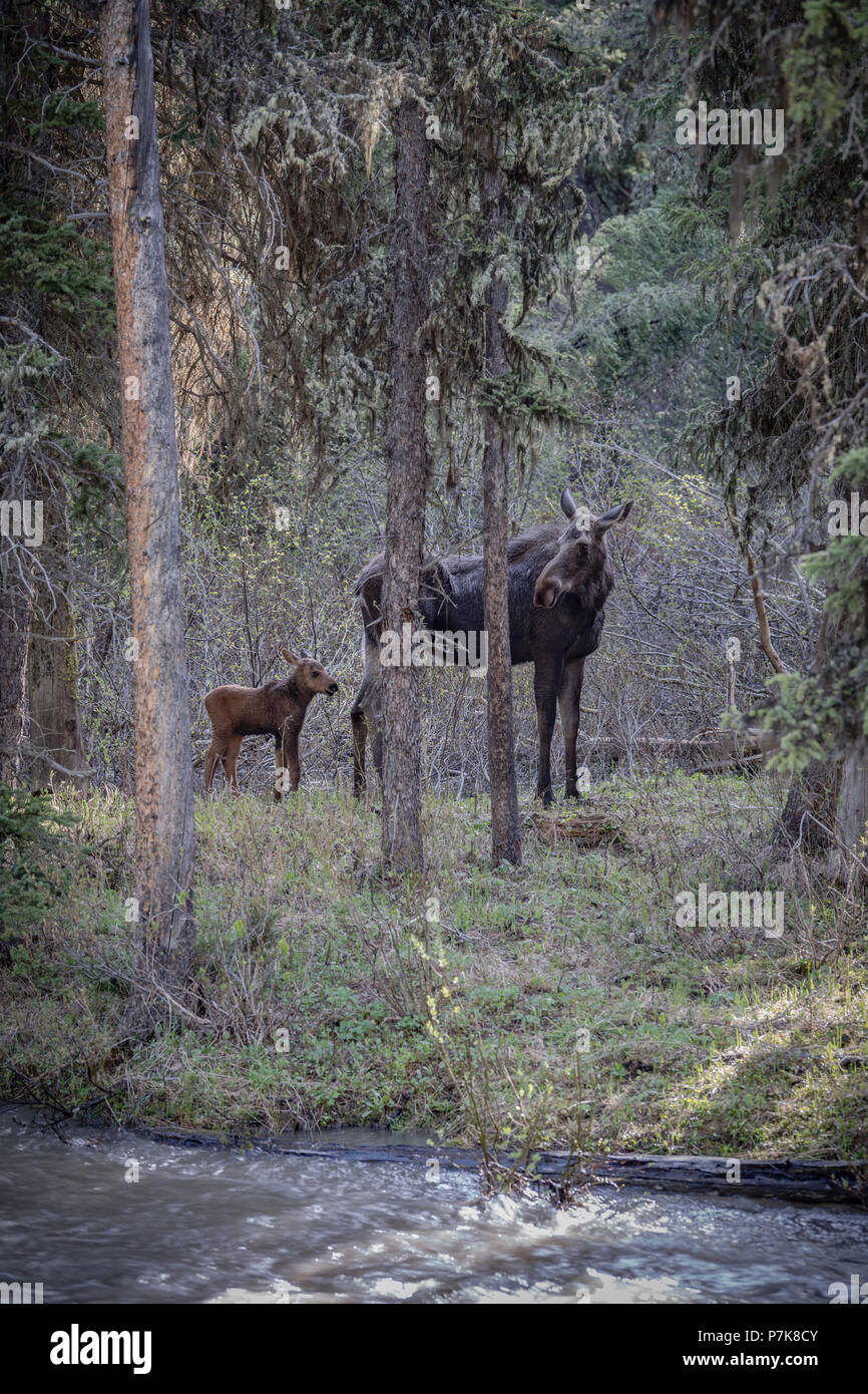Female Moose in woodland by river with month old calf Stock Photo - Alamy