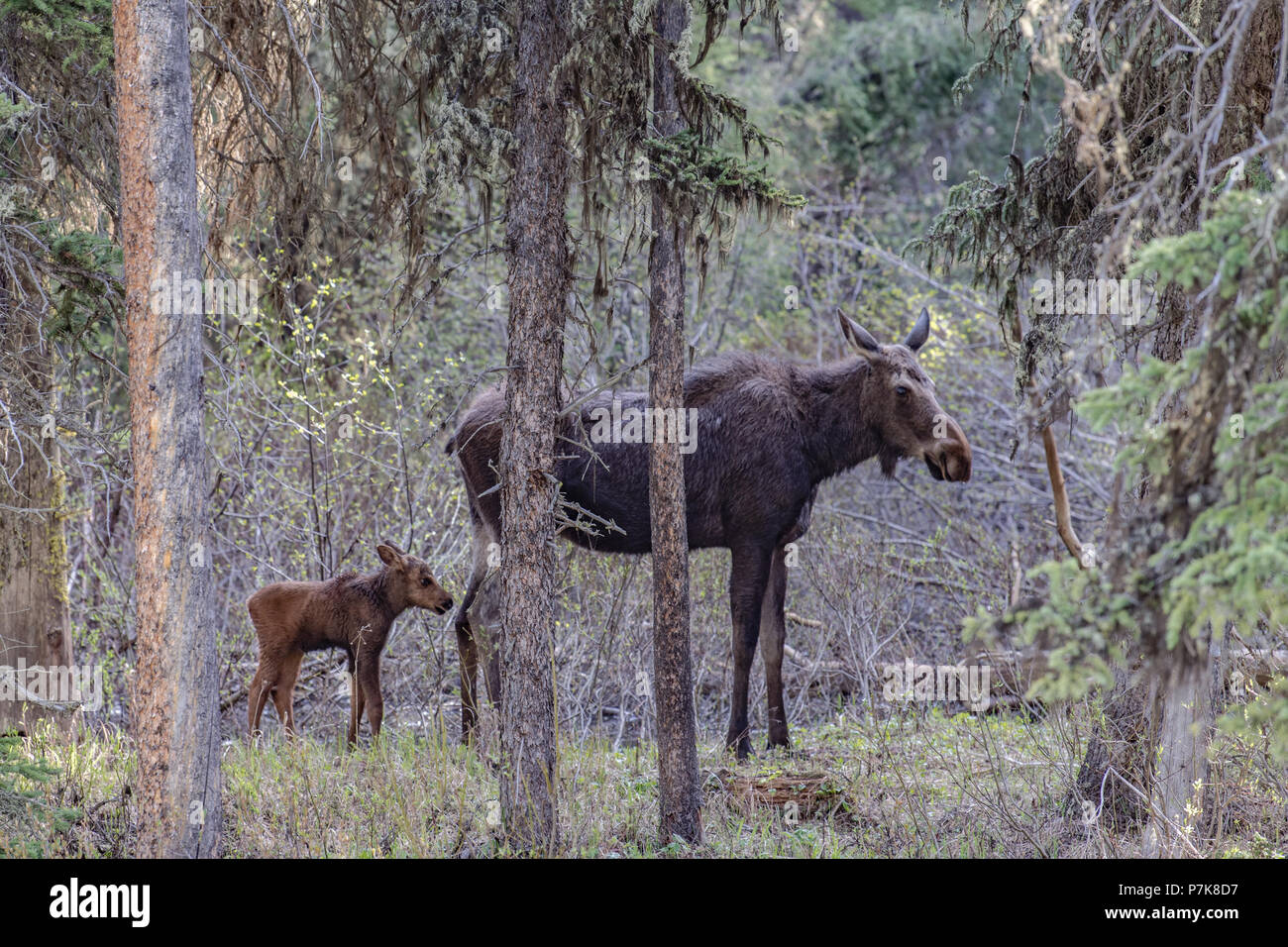 Female Moose in woodland by river with month old calf Stock Photo - Alamy