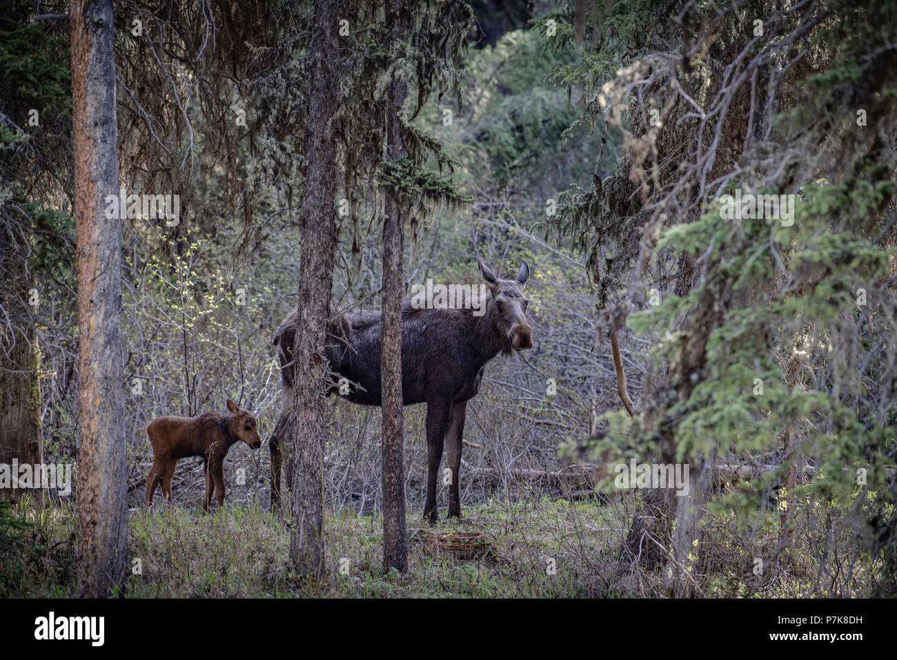 Female Moose in woodland by river with month old calf Stock Photo - Alamy