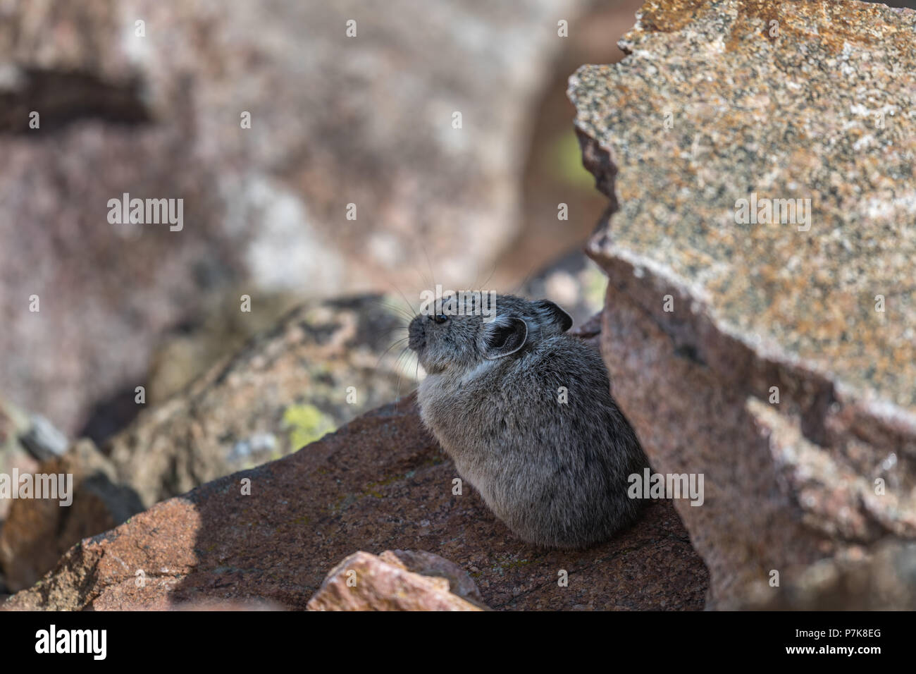 Pika in rocks Stock Photo - Alamy