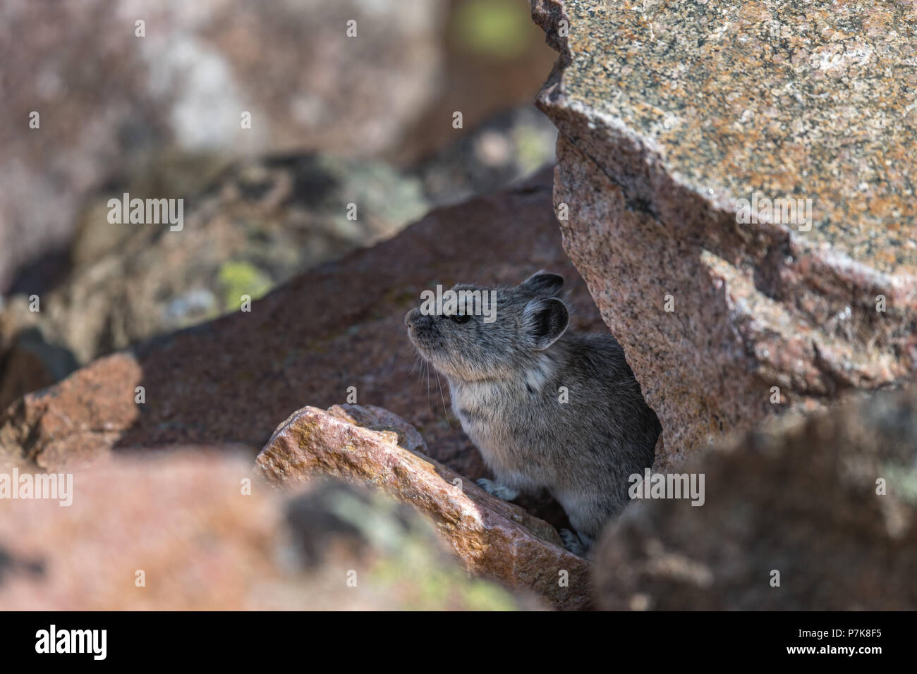 Pika hi-res stock photography and images - Alamy