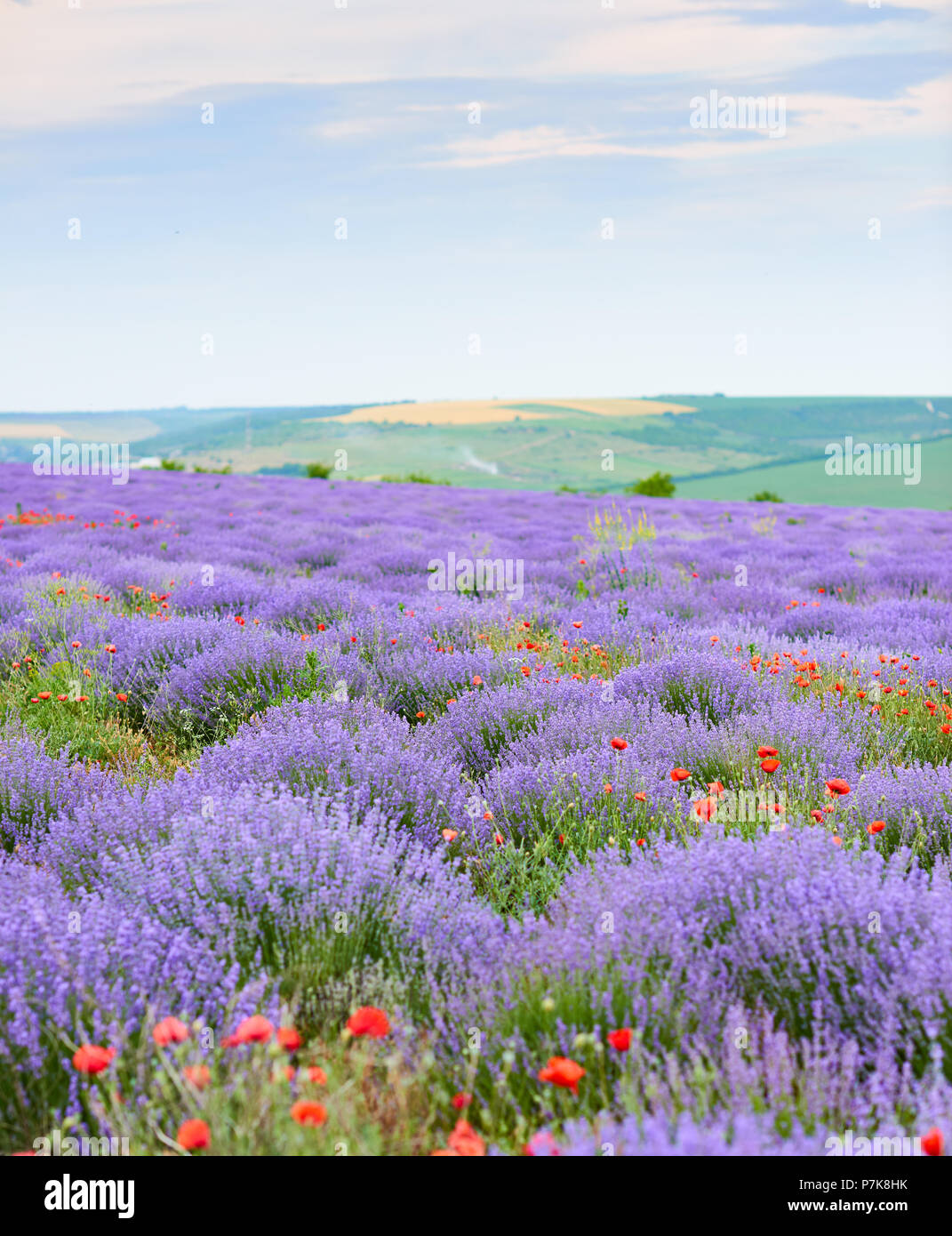 lavender field with poppy flowers, beautiful summer landscape Stock ...