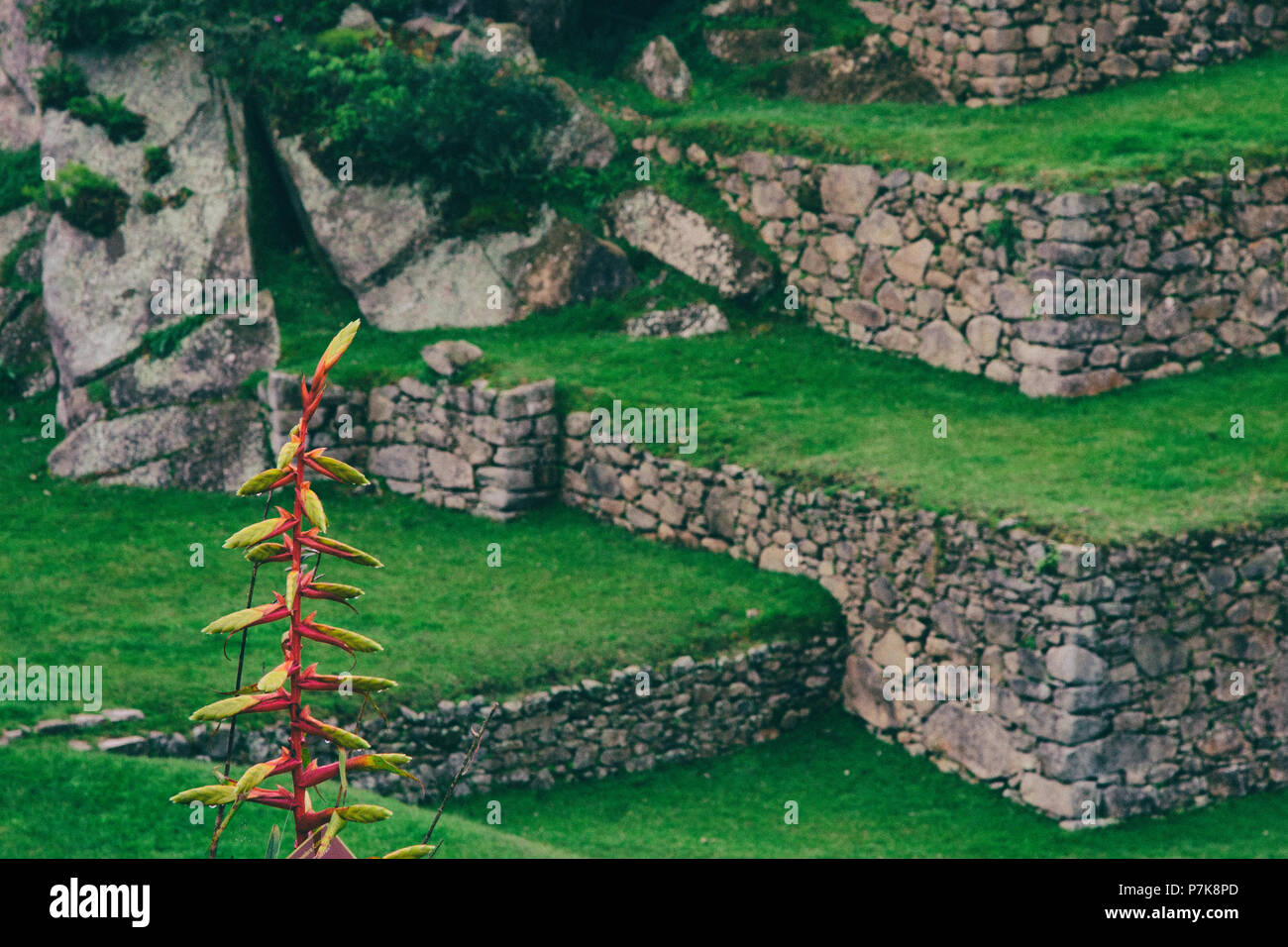 Beautiful red and yellow flower with ancient Inca farming terraces on ...
