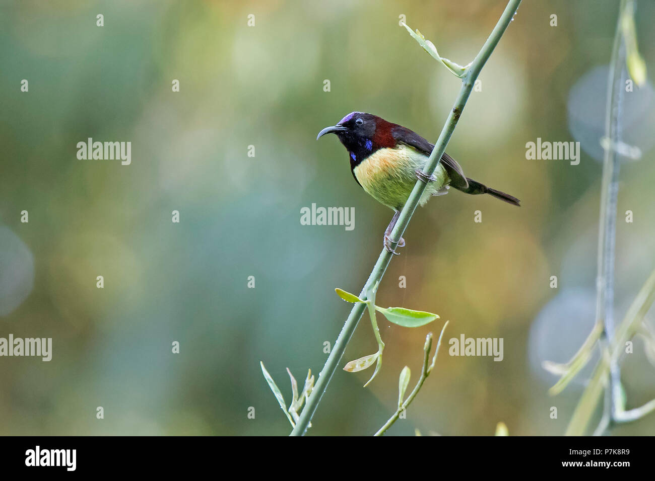 Green tailed sunbird hi-res stock photography and images - Alamy