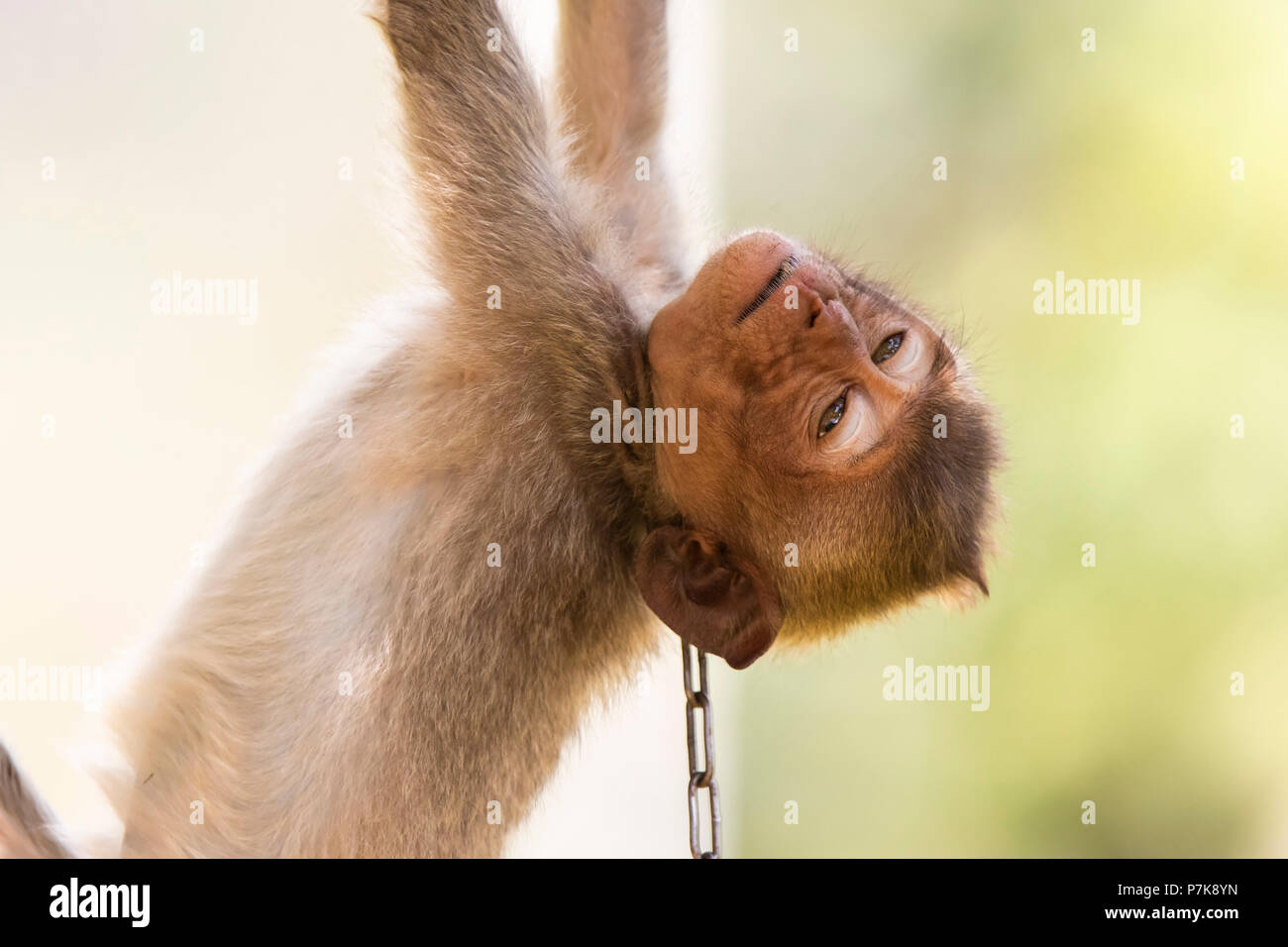 Monkey on chain hi-res stock photography and images - Alamy