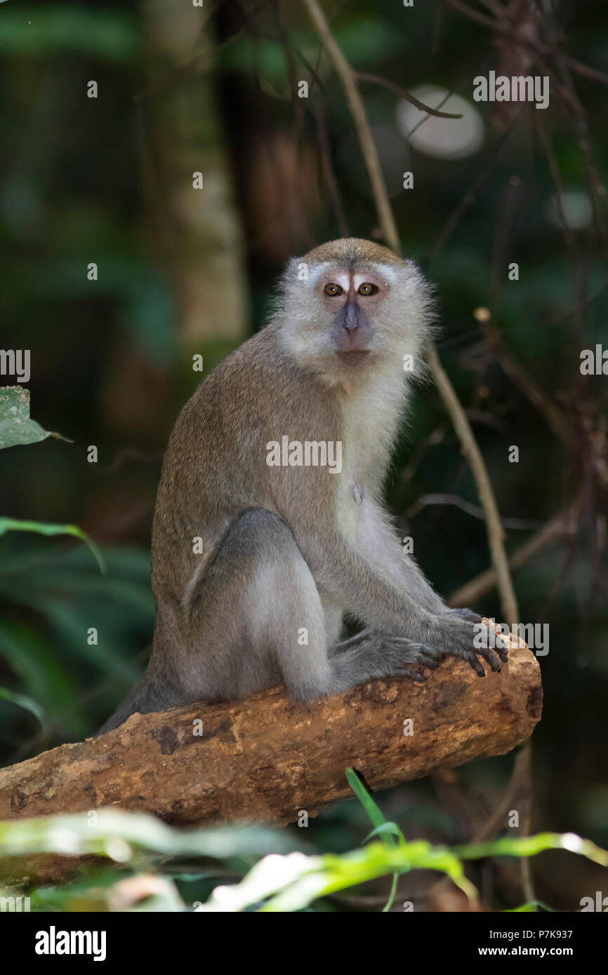 Long-tailed Macaque (Macaca fascicularis Stock Photo - Alamy