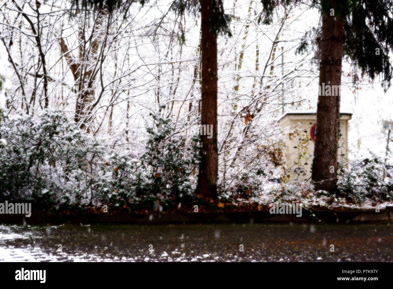 Snowfall plants hi-res stock photography and images - Alamy