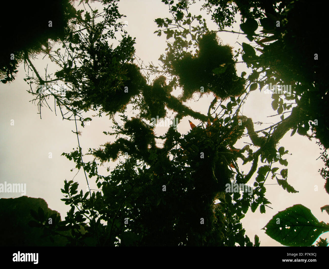Wild rainforest on the Andes mountains on the ancient Inca Trail path ...