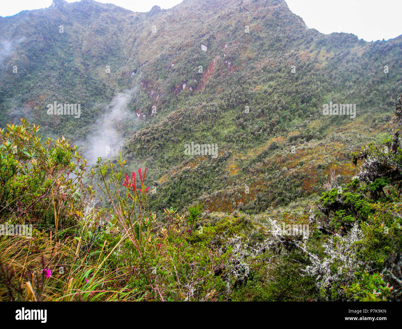 Background image of a beautiful pink, red and fuchsia flowers of the ...