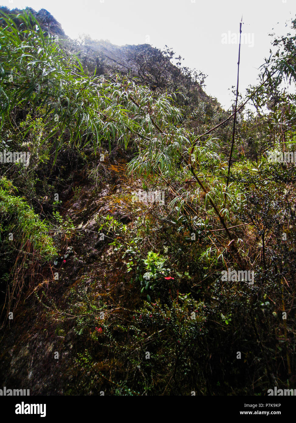 Wild rainforest on the Andes mountains on the ancient Inca Trail path ...