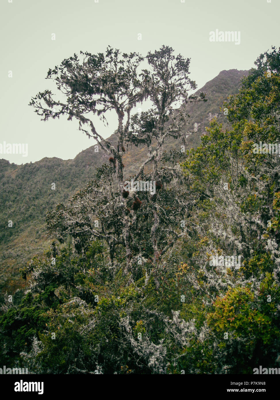 Wild rainforest on the Andes mountains on the ancient Inca Trail path ...