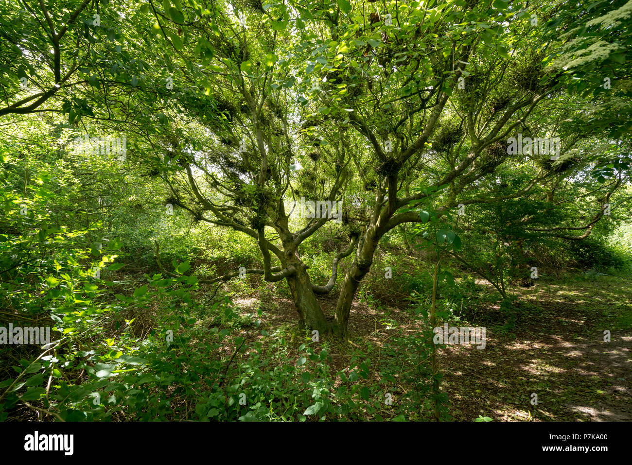 Germany, Lower Saxony, East Frisia, Juist, the 'magic forest' on the ...