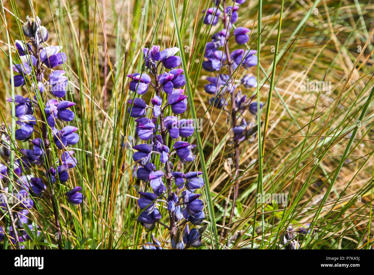 Flowers on the wild jungle of the Inca Trail. Peru. South America No ...
