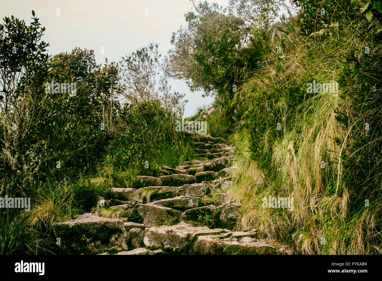 Stone steps of the Inca Trail to Machu Picchu in the wildness ...