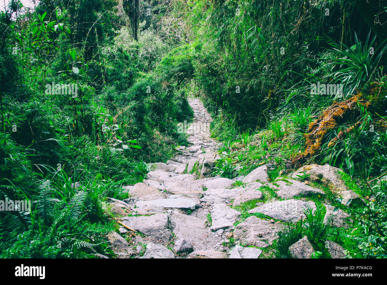 Stone steps of the Inca Trail to Machu Picchu in the wildness ...