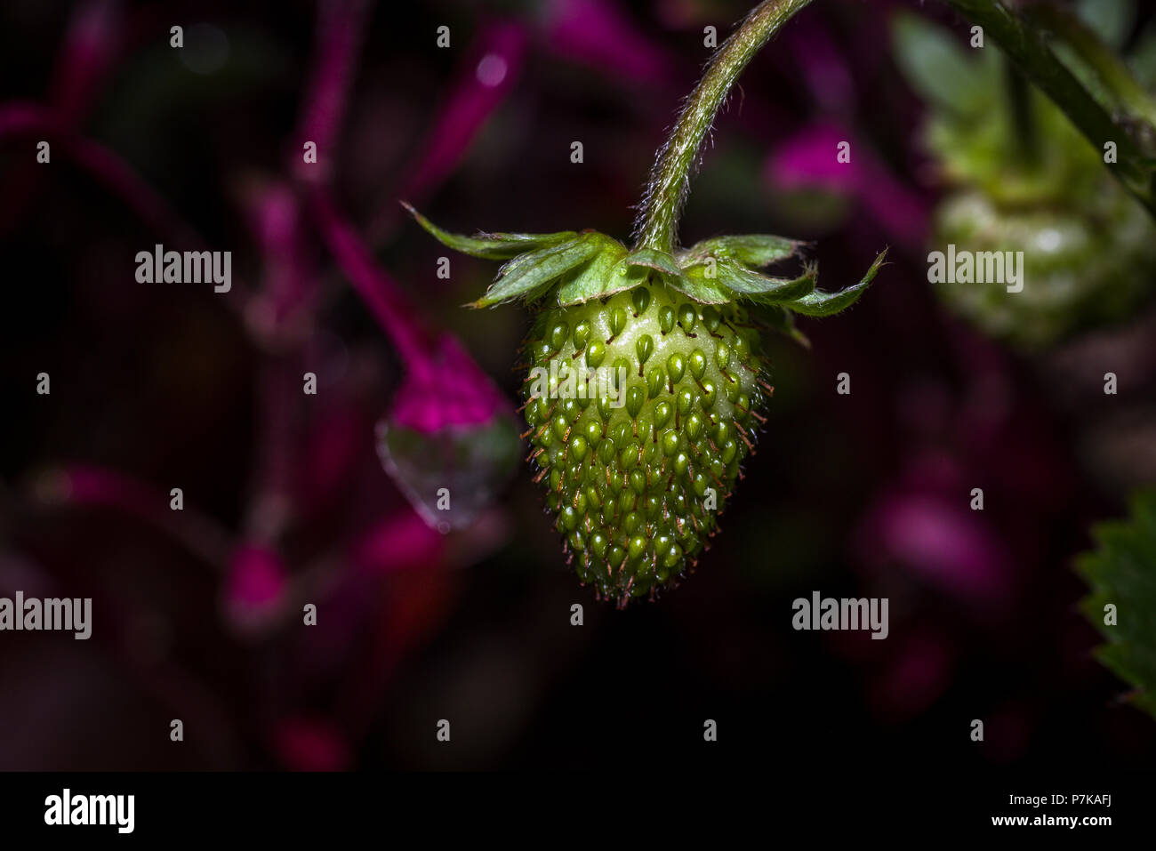 Strawberry plants beautiful white flowers hi-res stock photography and ...