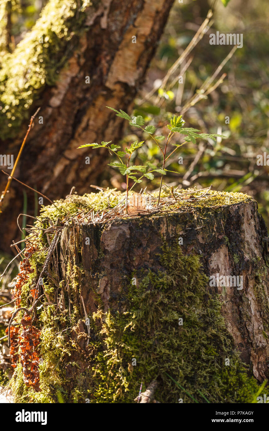Young plant on a tree stump, fresh start Stock Photo - Alamy