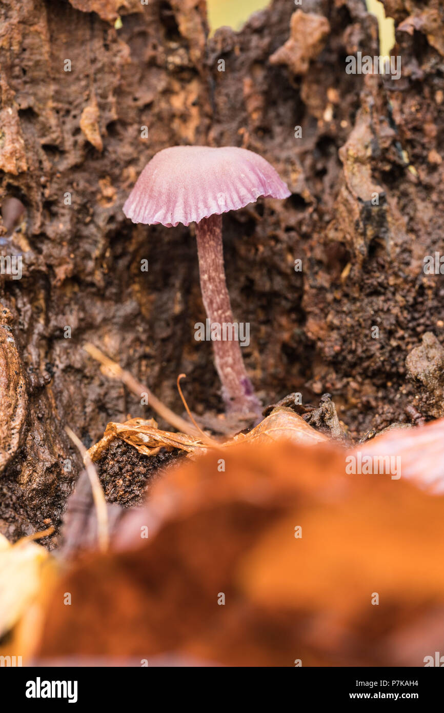 Violet lacquer funnelling, blue or amethyst blue lacquer funnelling ...