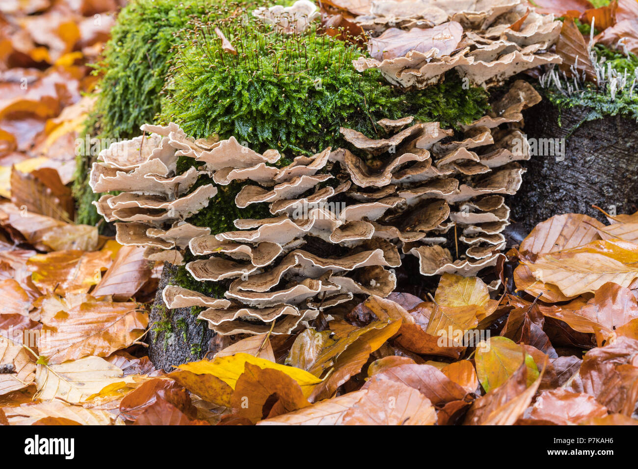False turkey tail fungi hi-res stock photography and images - Alamy