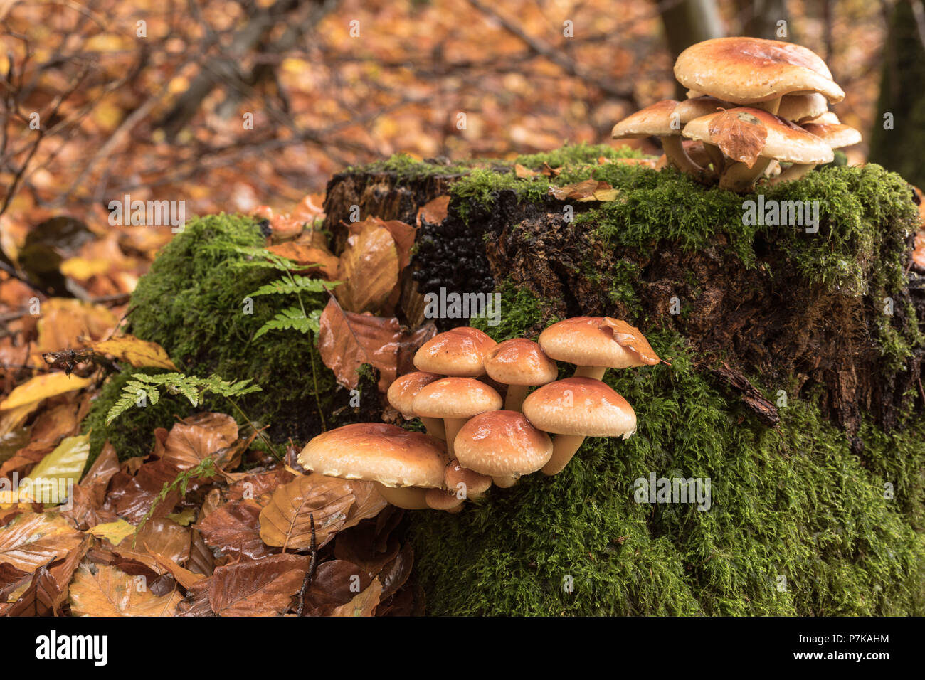 Foot on trunk hi-res stock photography and images - Alamy