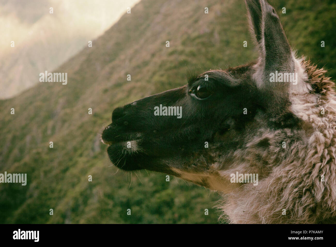Lonely Llama, also called Alpaca, eating on ancient Inca farming ...