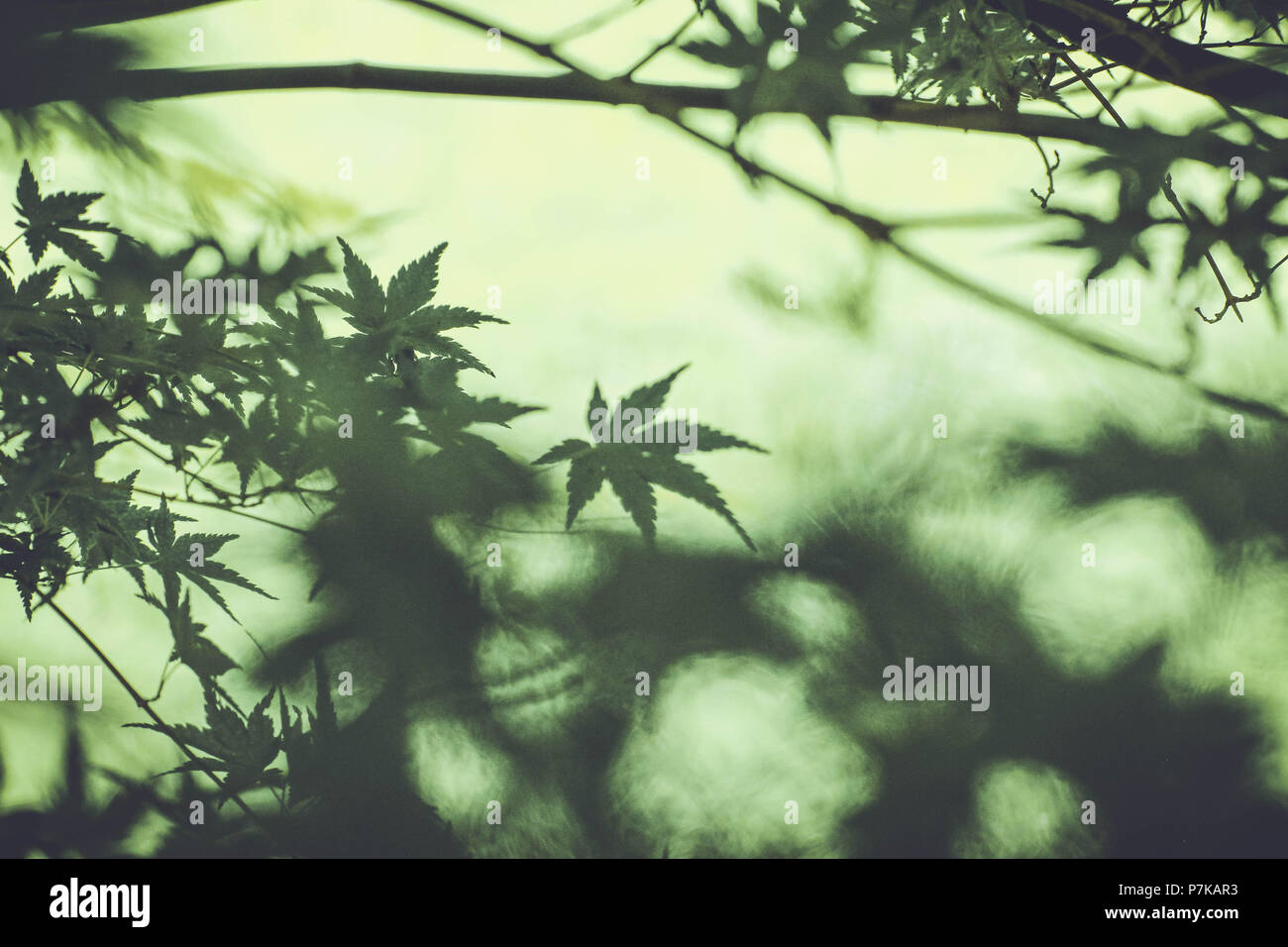 Japanese maple, twigs, leaves, green Stock Photo - Alamy