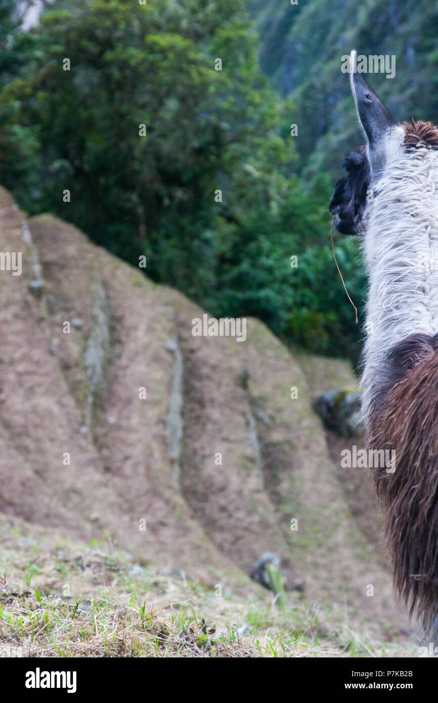 Llamas are used for meat, wool, skin and for transporting heavy loads ...
