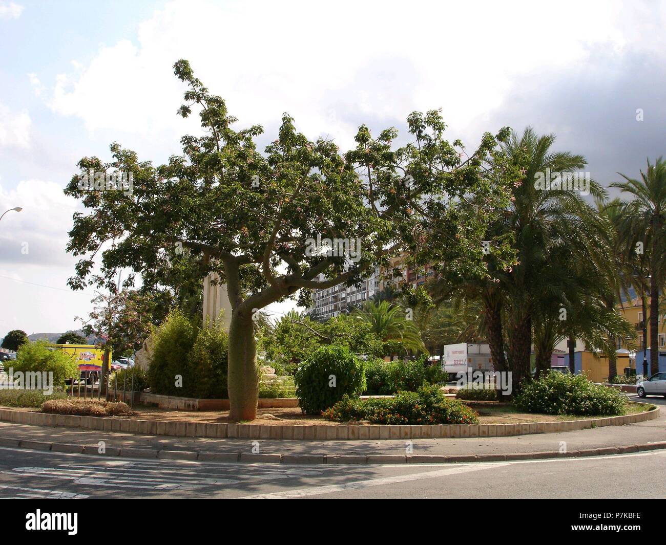Arbol botella hi-res stock photography and images - Alamy
