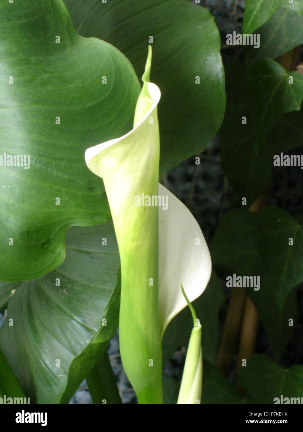 Planta de agua en flor hi-res stock photography and images - Alamy