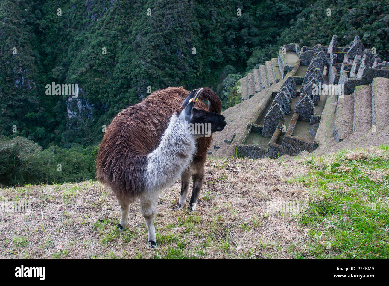 Lonely Llama, also called Alpaca, eating on ancient Inca farming ...