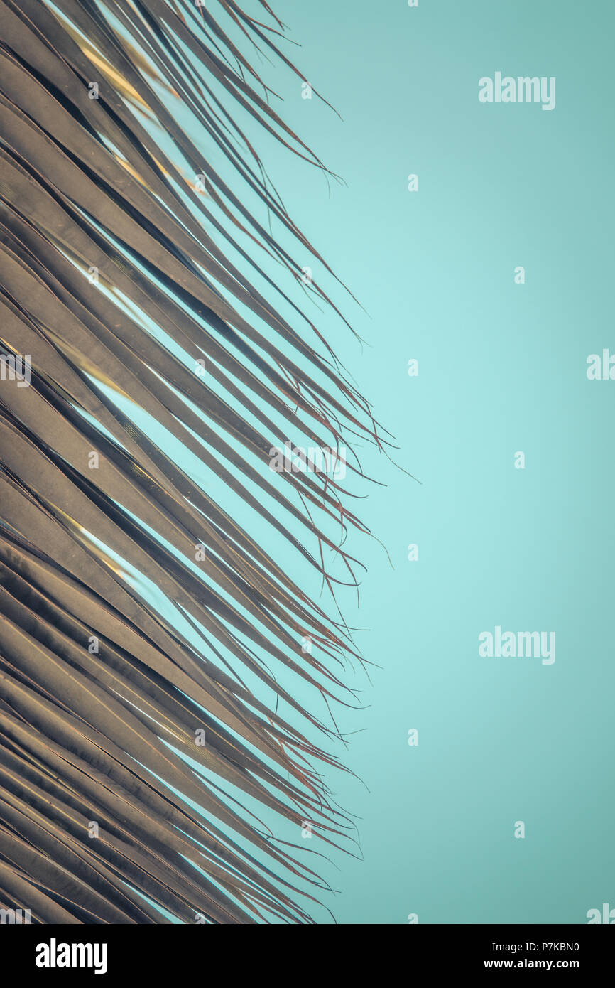 Palm tree retro summer filter hi-res stock photography and images - Alamy