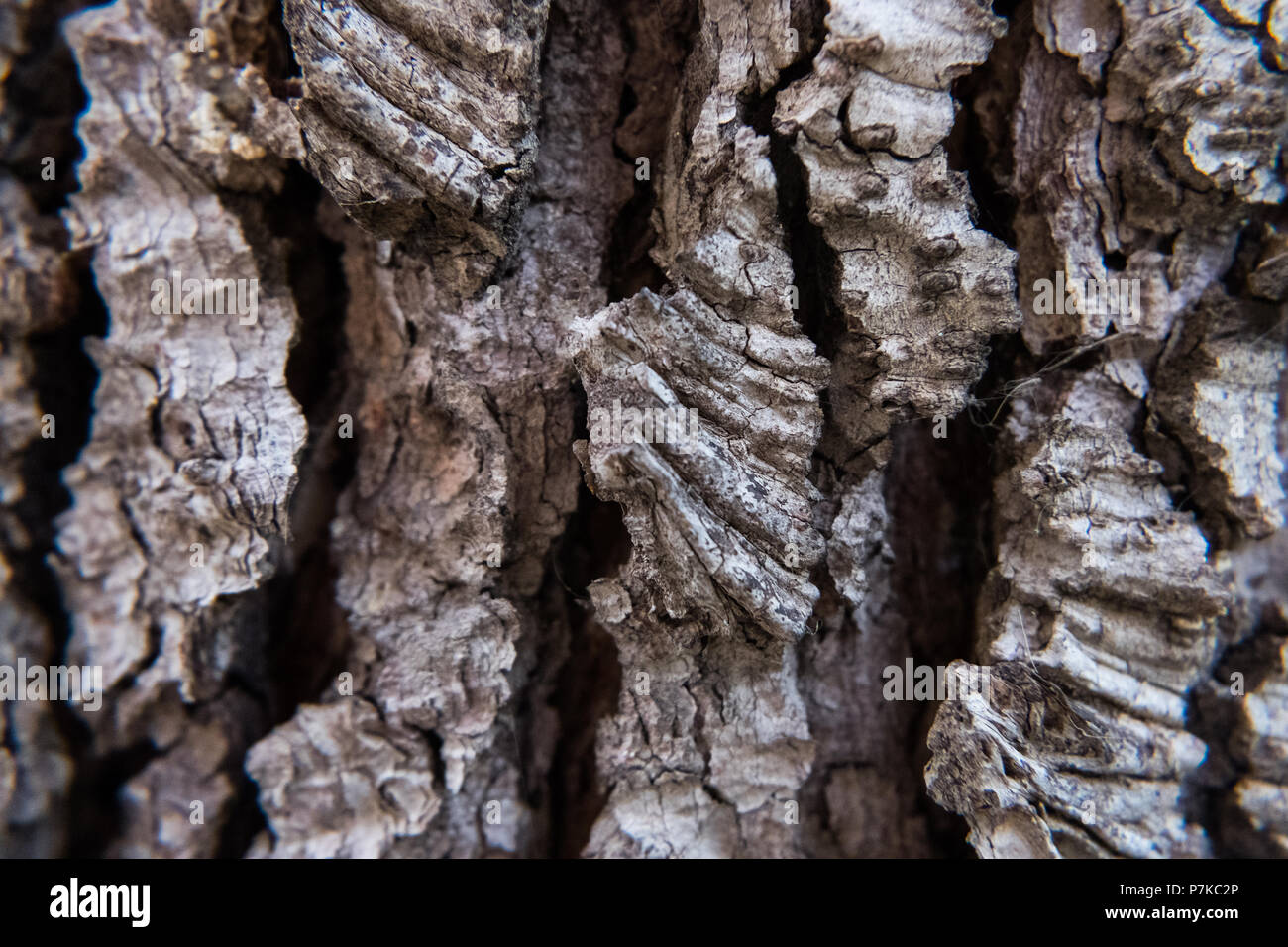 Perfect wallpaper of nature details. Wood tree trunk texture background ...