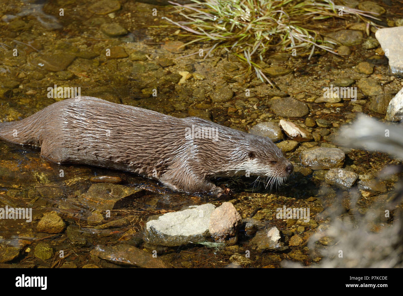 Otter cat hi-res stock photography and images - Alamy