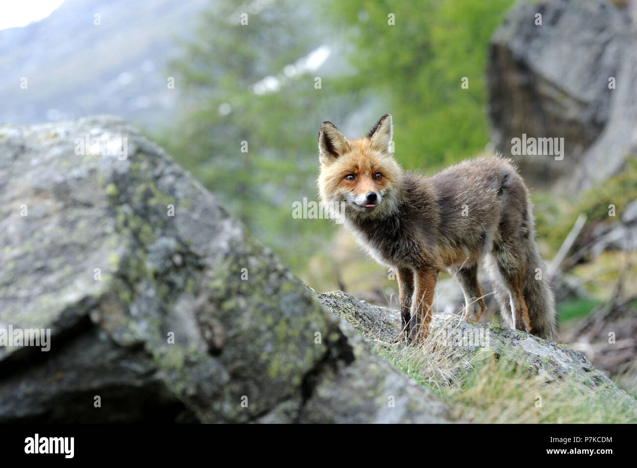 Fox, red fox, mountain fox Stock Photo - Alamy