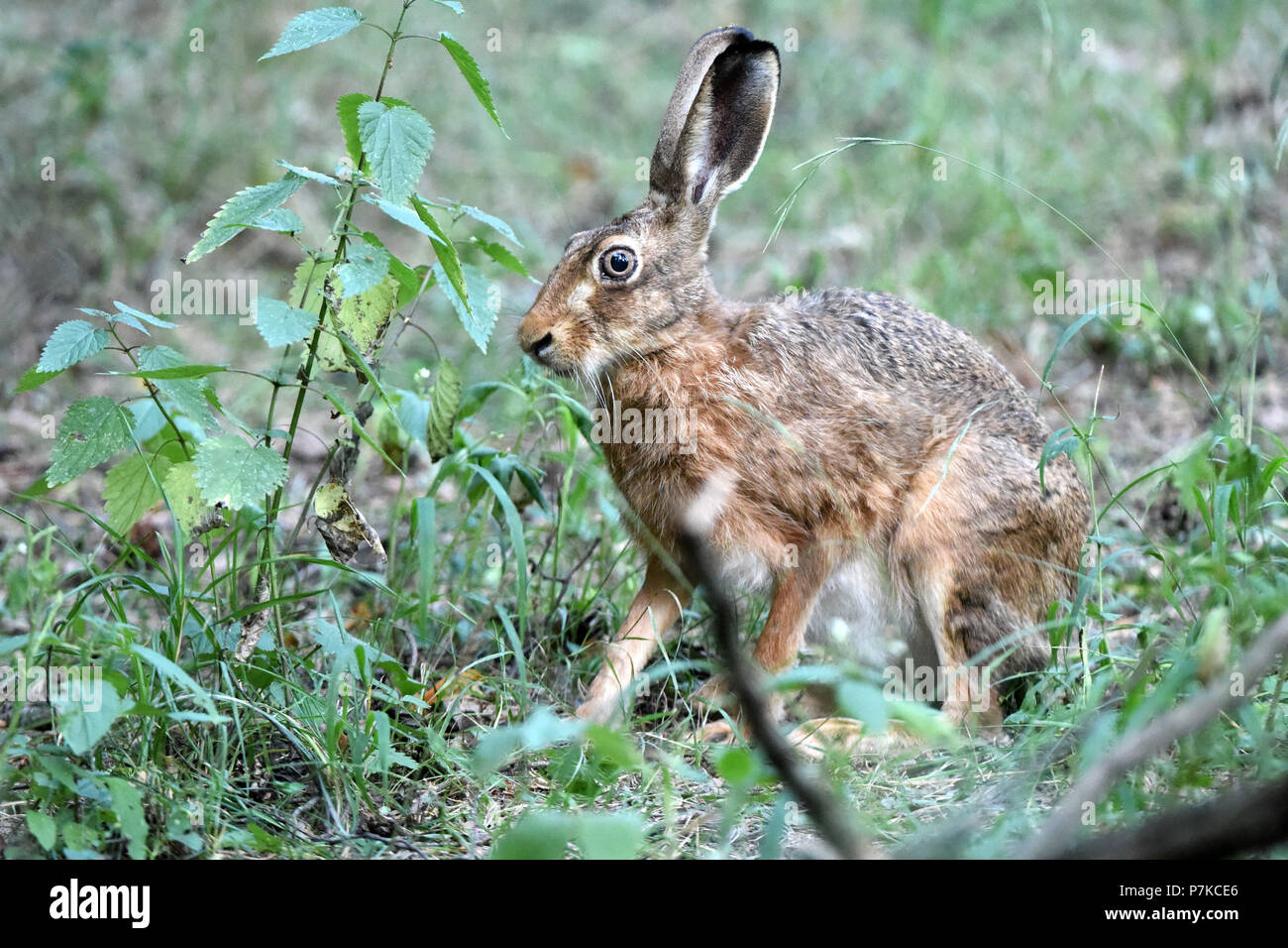 Hare, brown hare Stock Photo - Alamy