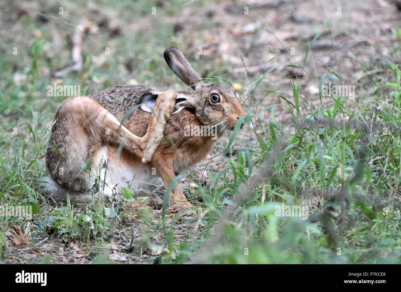 Scratches animal hi-res stock photography and images - Alamy