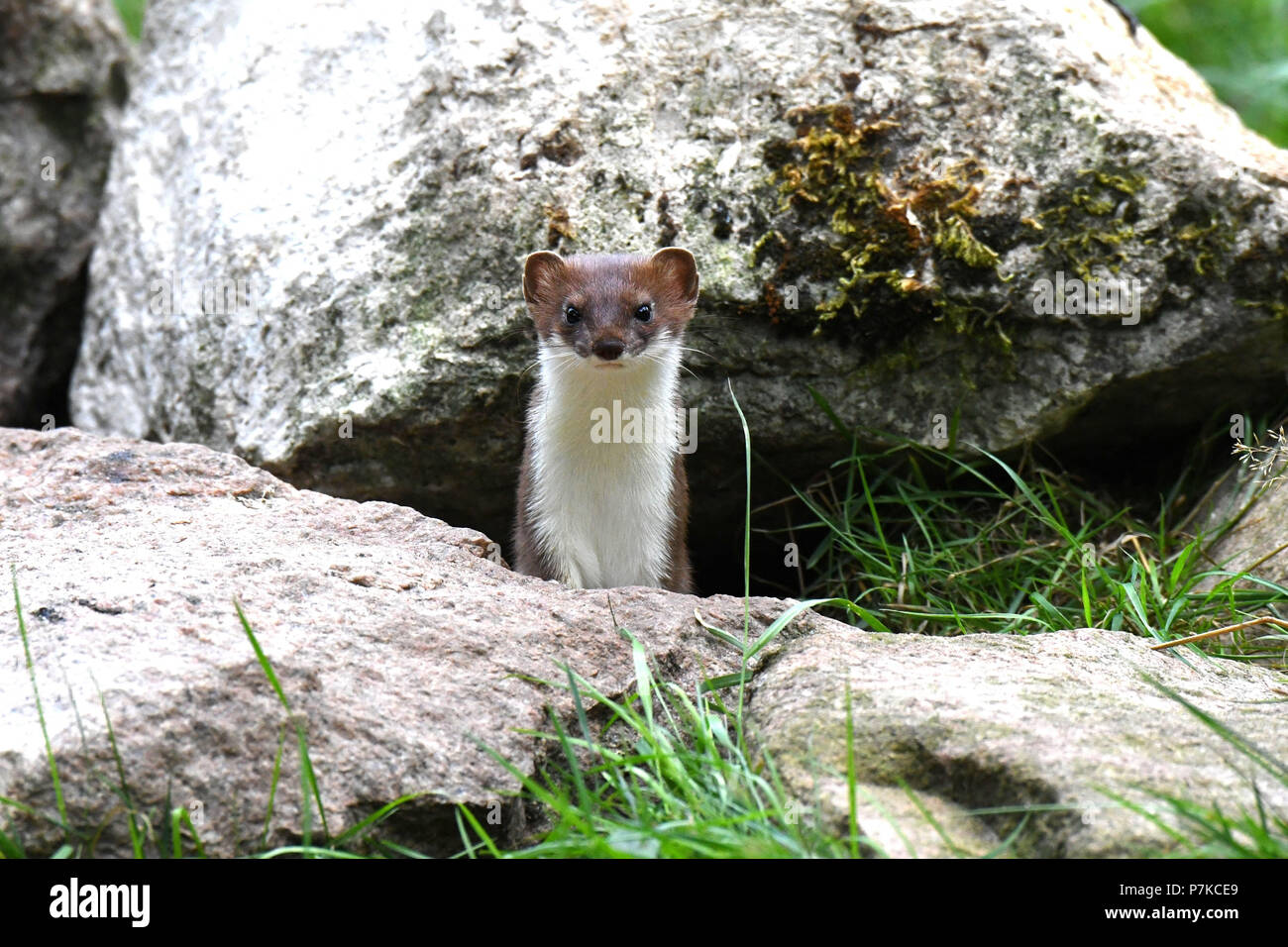 Weasel and stoat hi-res stock photography and images - Alamy