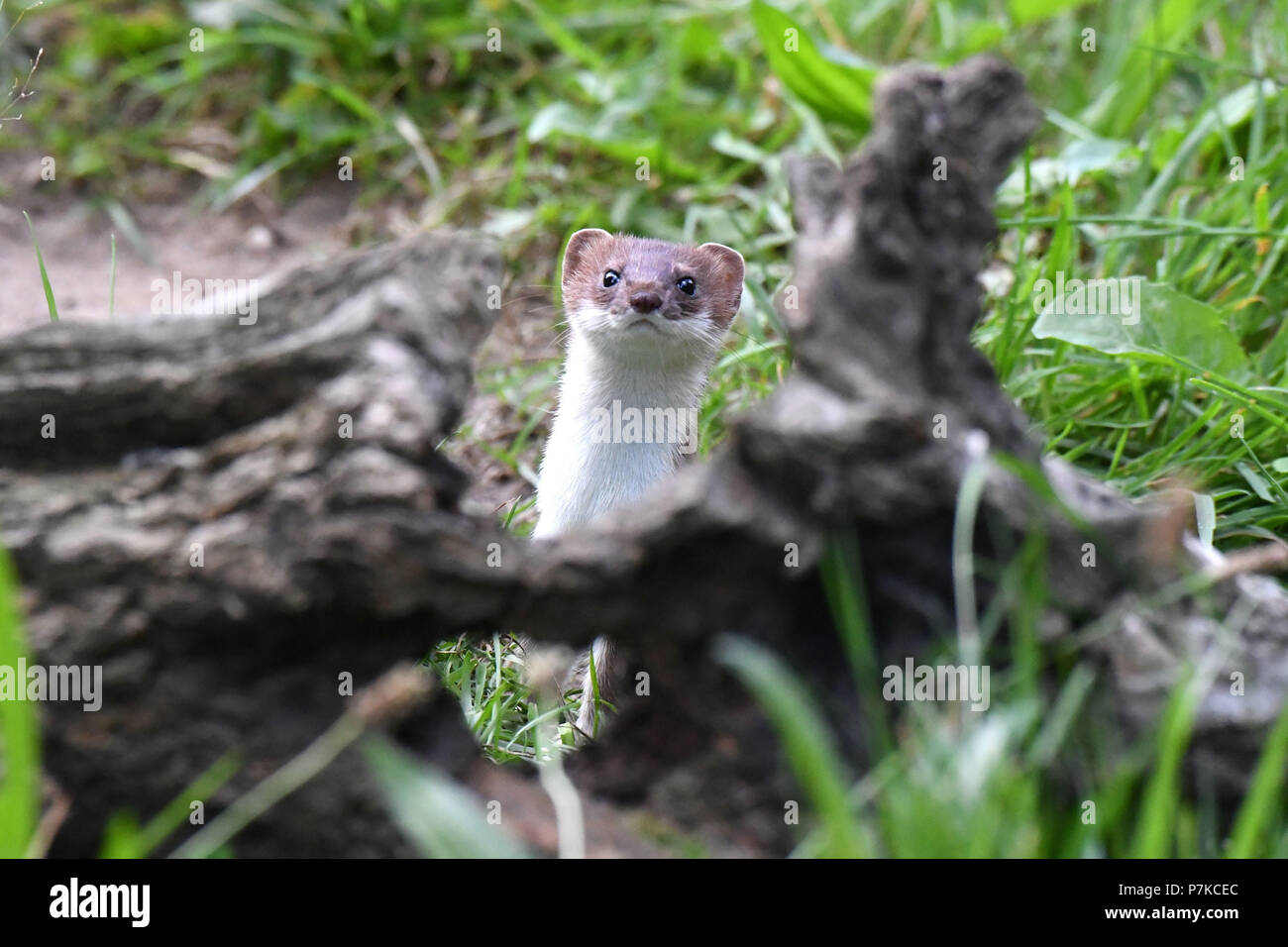 Weasel and stoat hi-res stock photography and images - Alamy
