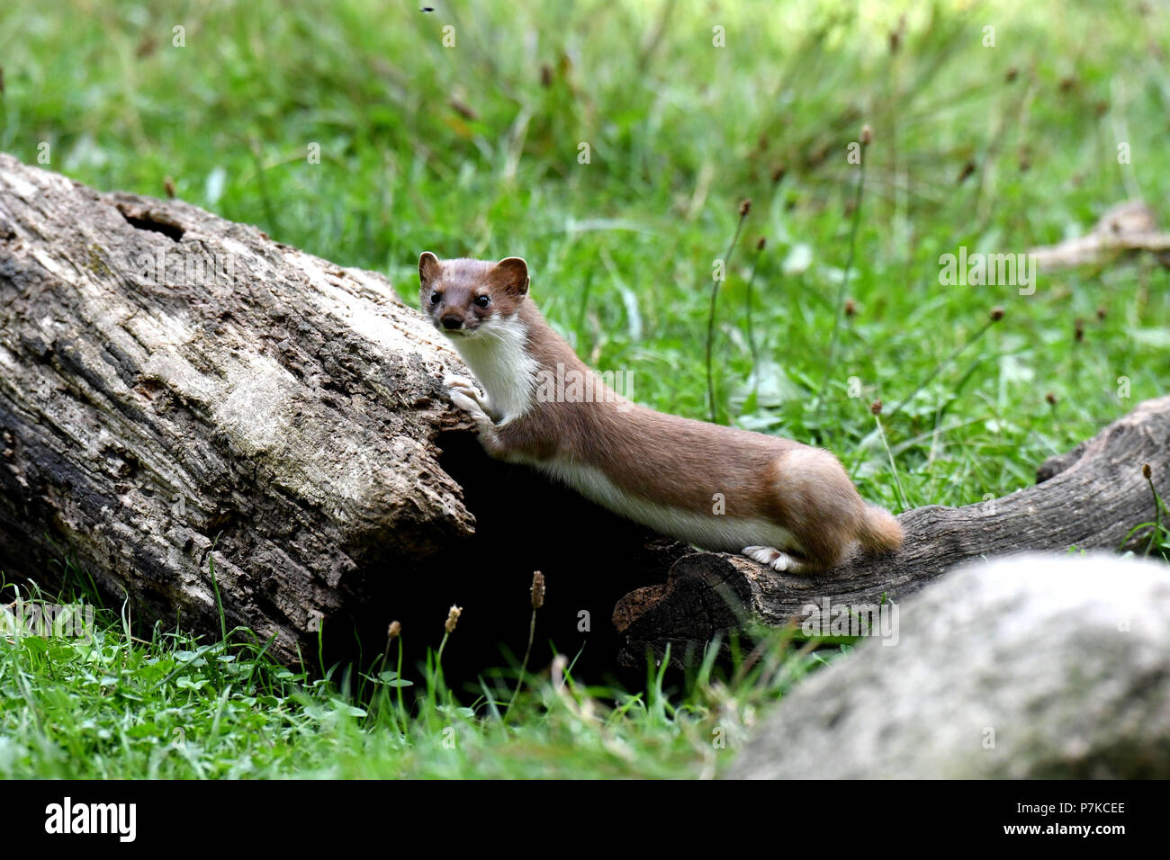 Weasel and stoat hi-res stock photography and images - Alamy