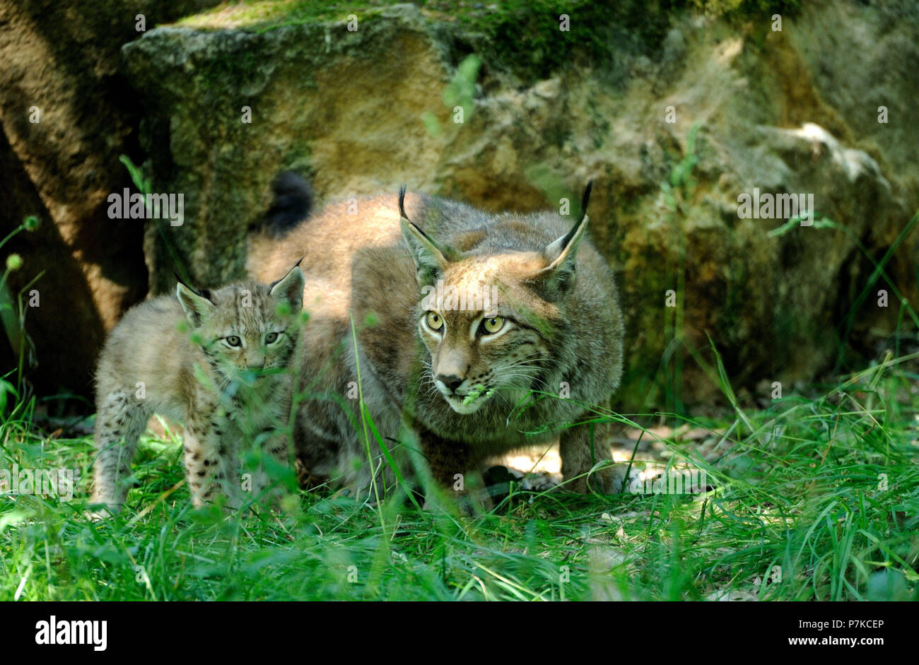European wildcat cub hi-res stock photography and images - Alamy