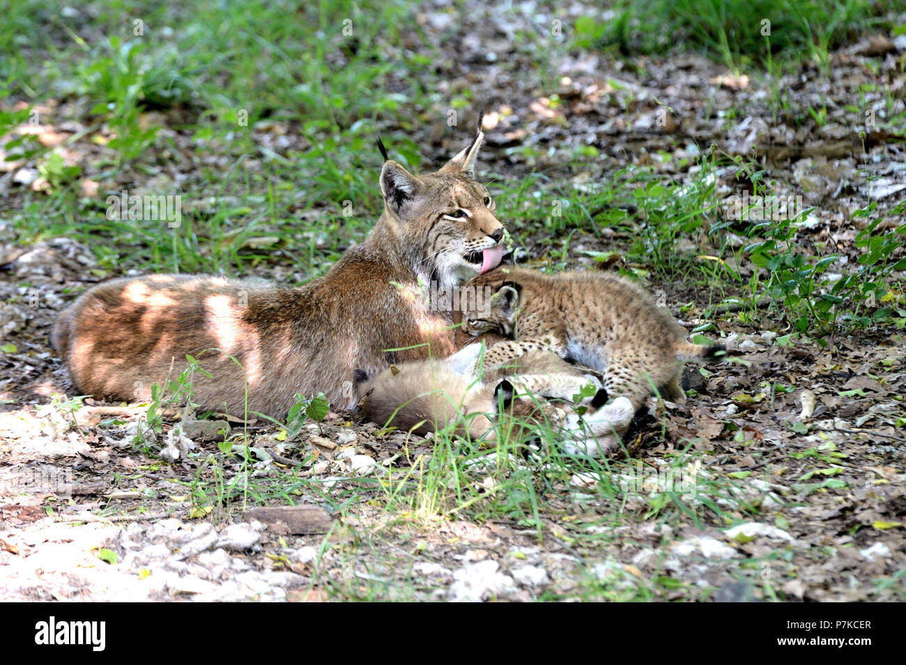 Lynx with cub Stock Photo - Alamy