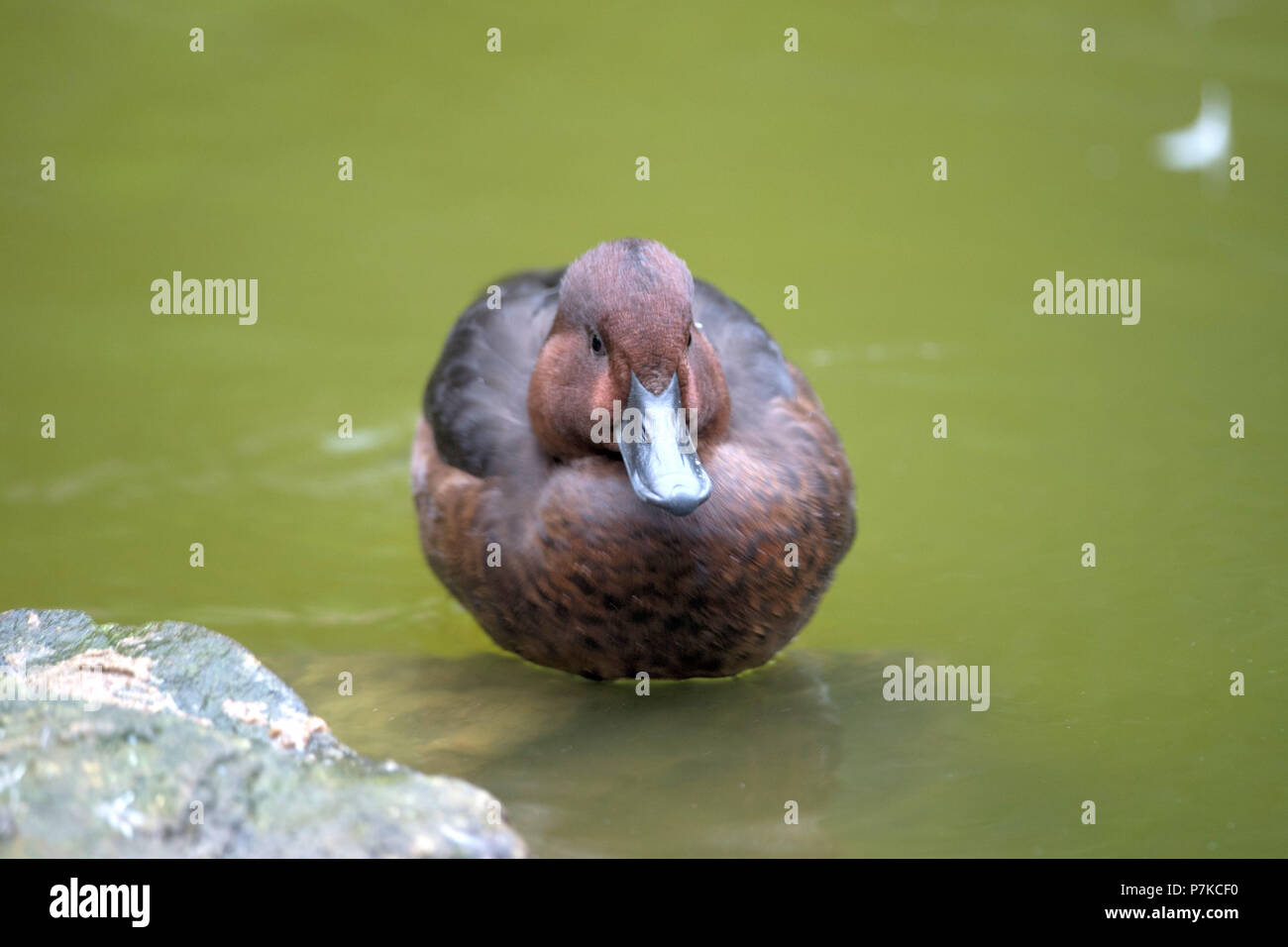 Ferruginous ducks aythya nyroca hi-res stock photography and images - Alamy